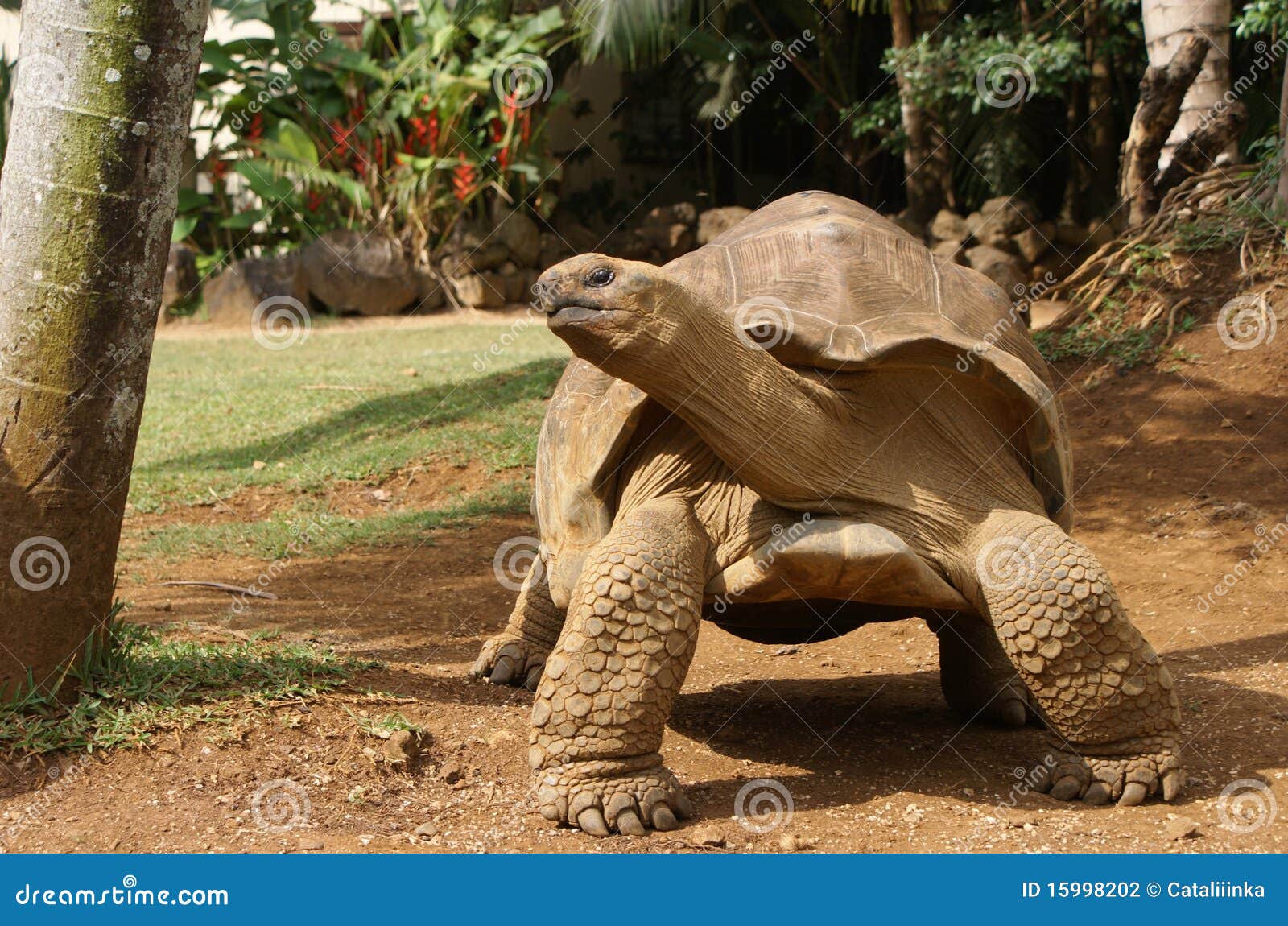 Giant Tortoise - Aldabran Tortoise - Geochelone Gi Stock Image ...