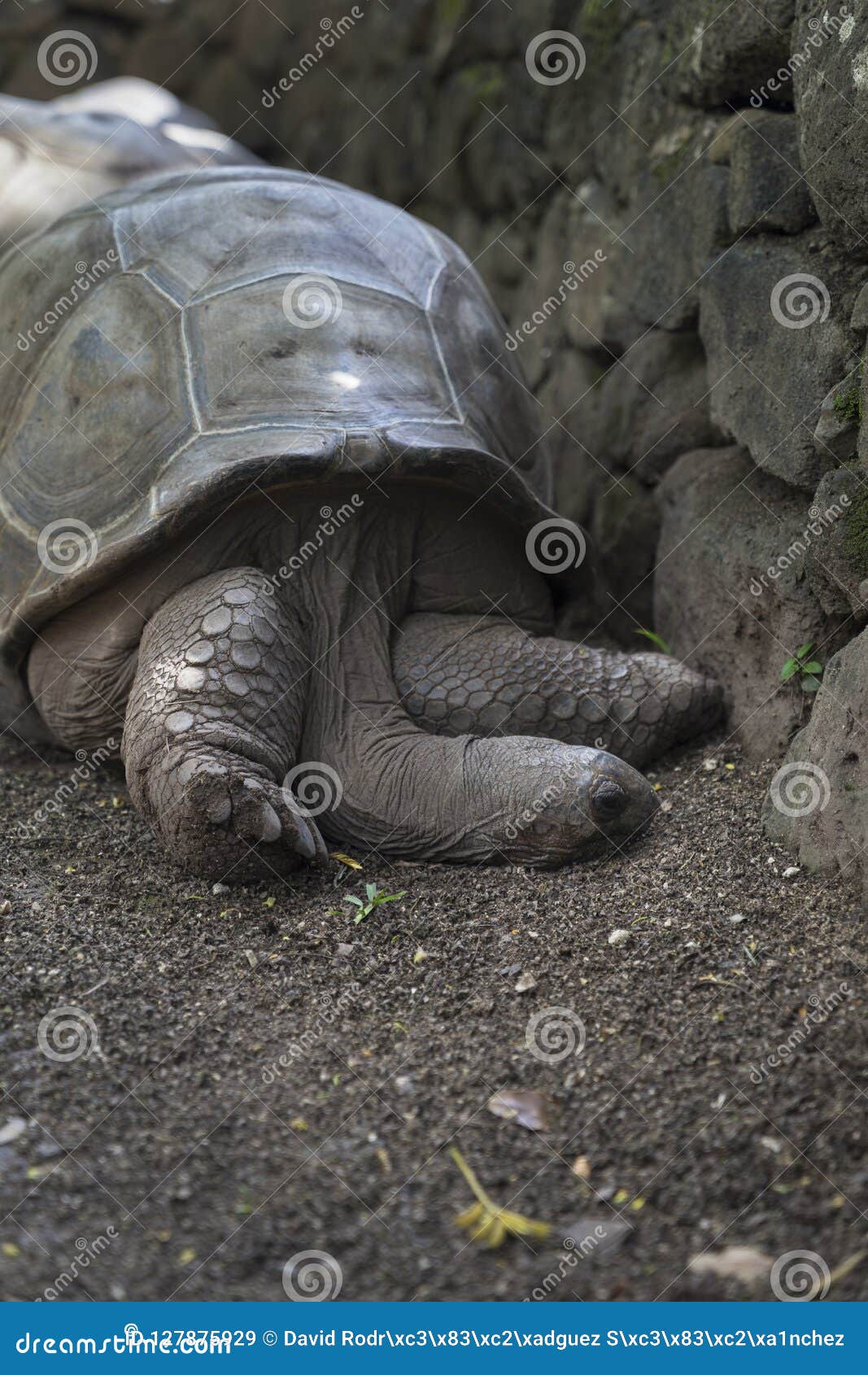 Giant Tortoise at Seven Coloured Earth Stock Image - Image of beautiful ...