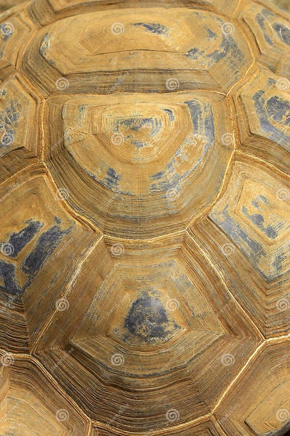 Giant tortoise shell stock photo. Image of moving, shell - 207128