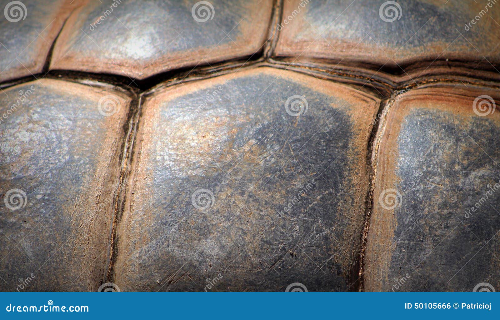 Giant Tortoise Shell stock photo. Image of closeup, effect - 50105666