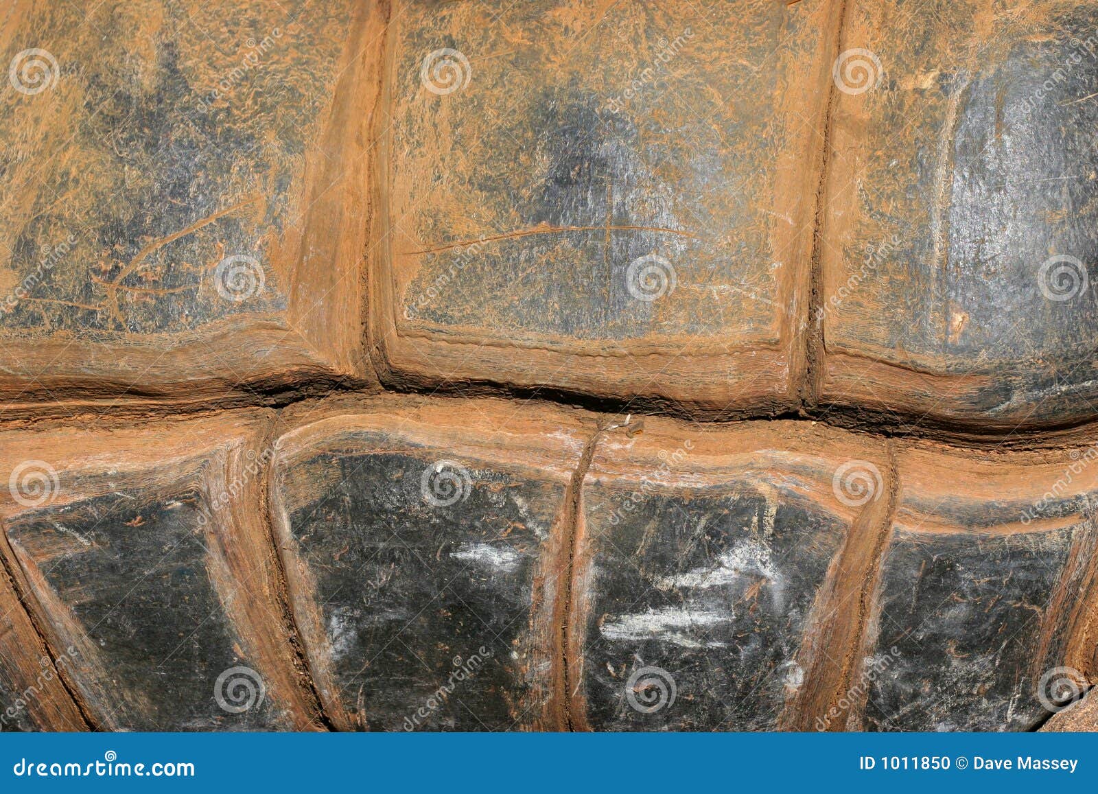 Giant Tortoise Shell Pattern Royalty-Free Stock Image | CartoonDealer ...
