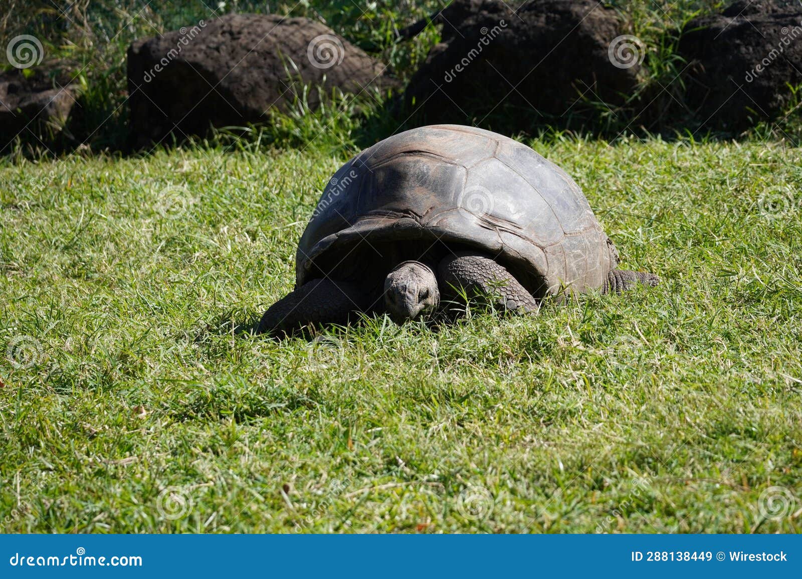 Giant Tortoise Standing on a Patch of Grass in a Natural Setting. Stock ...