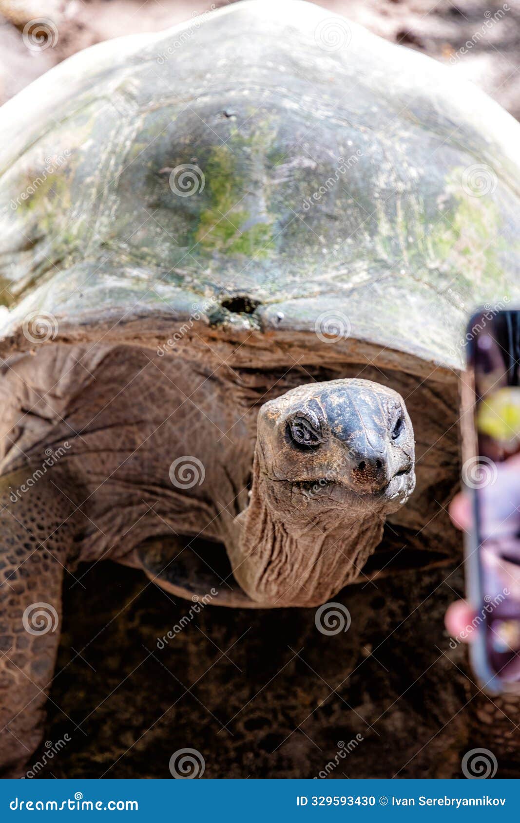 A Giant Tortoise Stares Intently at the Camera Stock Photo - Image of ...