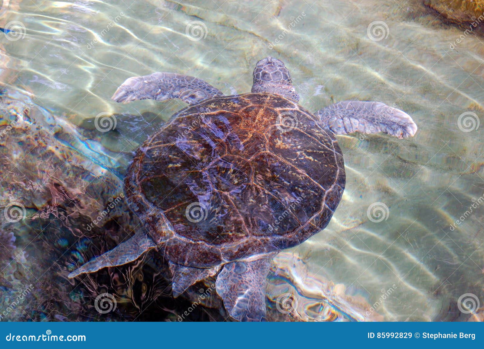 Giant Tortoise Swimming stock image. Image of species - 85992829