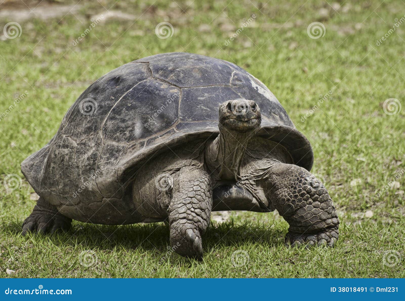 Giant Tortoise Up Close stock image. Image of giant, tropical - 38018491