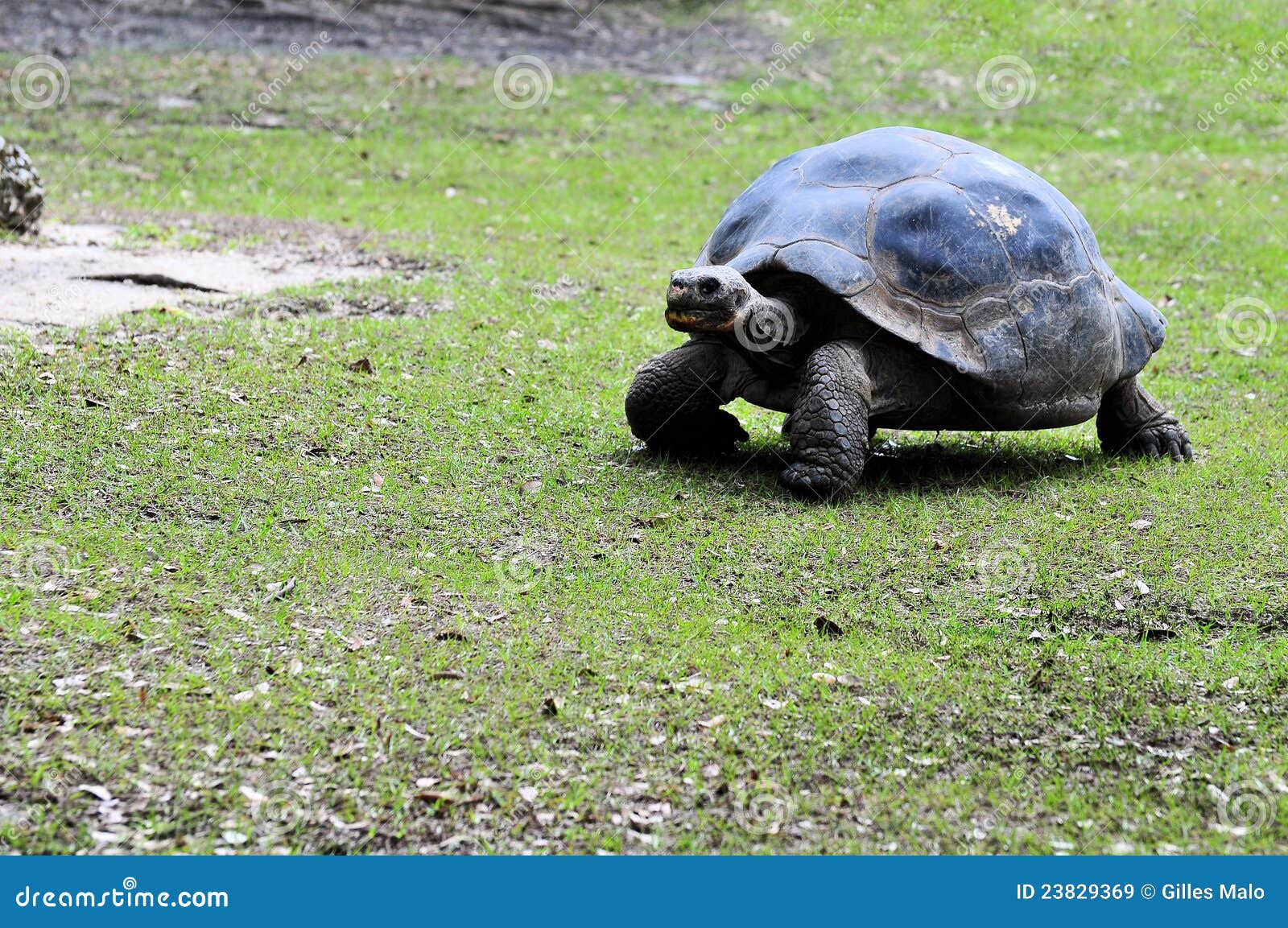 Giant Tortoise Walking stock image. Image of creature - 23829369