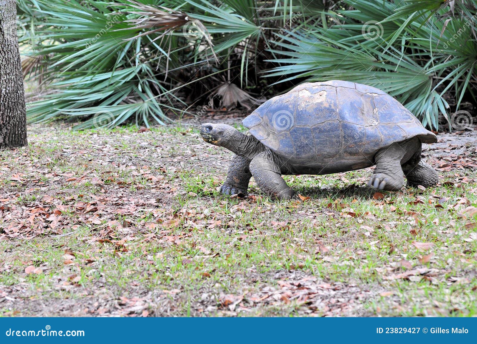 A Giant Tortoise Walking stock image. Image of shelled - 23829427