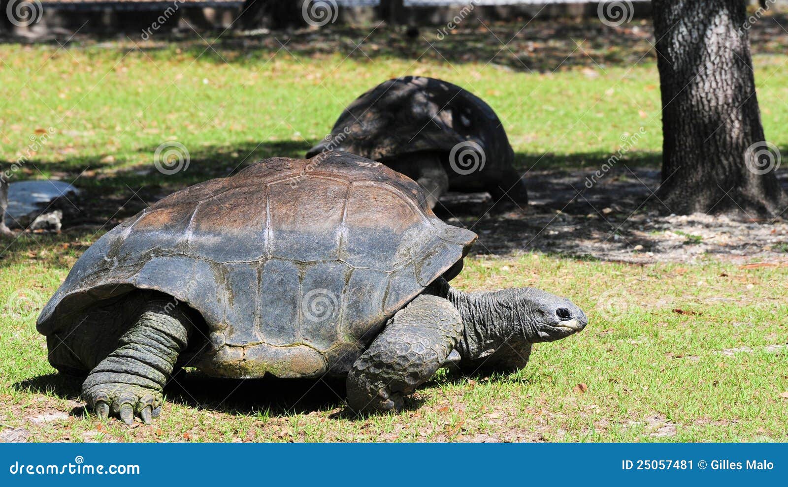 Giant tortoise walking stock image. Image of shelled - 25057481