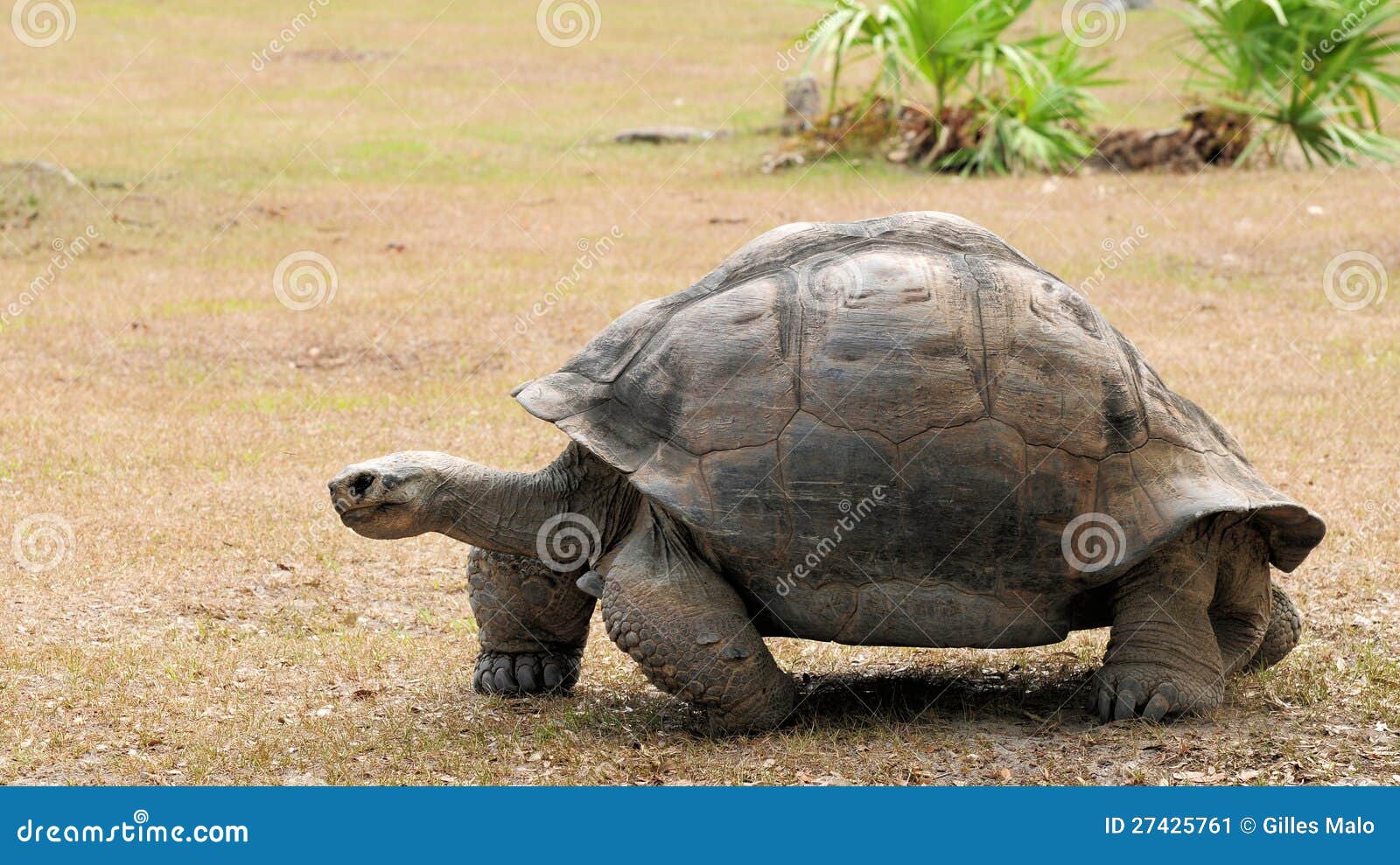Giant tortoise walking stock image. Image of aldabra - 27425761