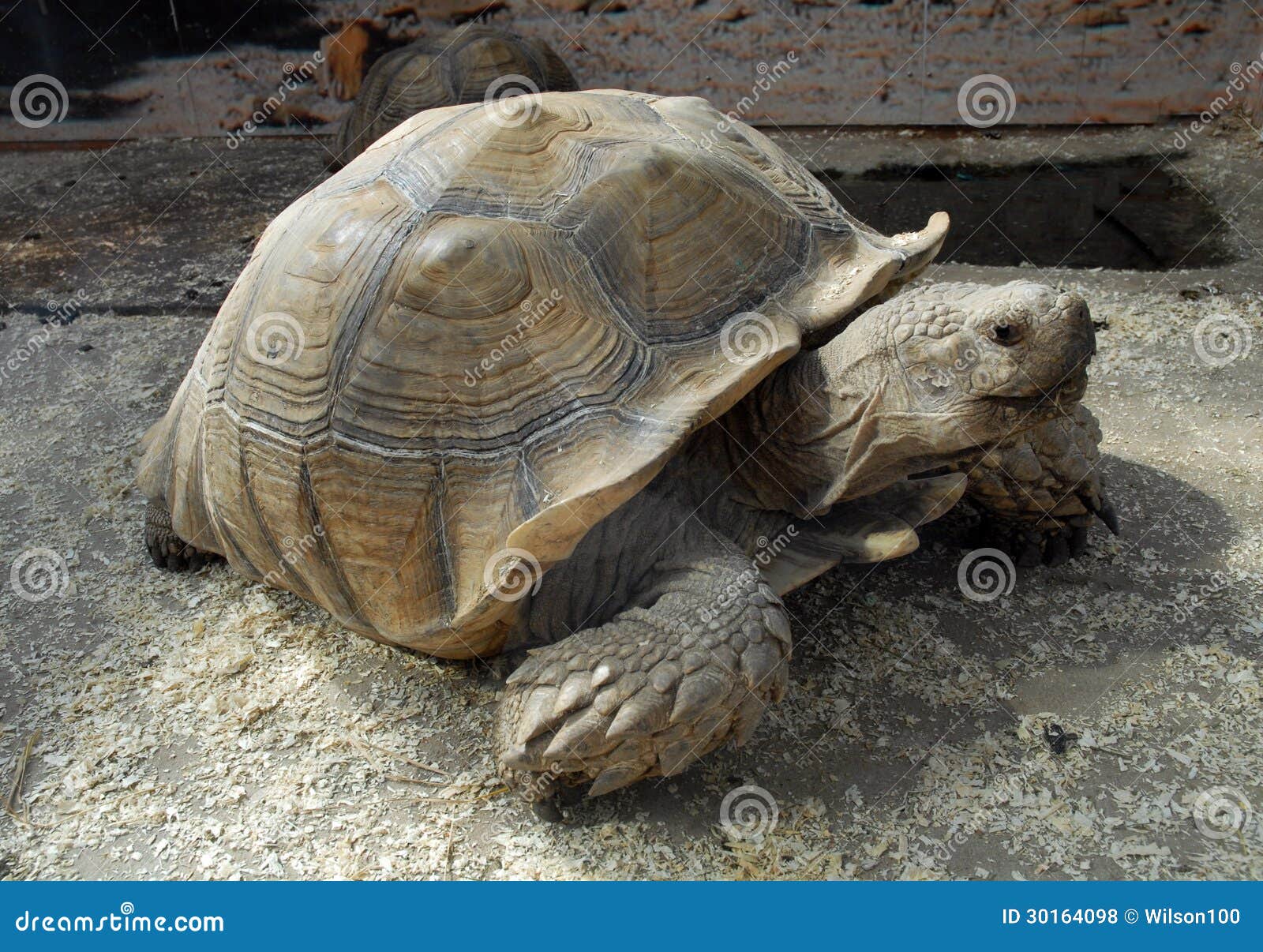 Giant Tortoise stock photo. Image of wrinkled, legs, shell - 30164098