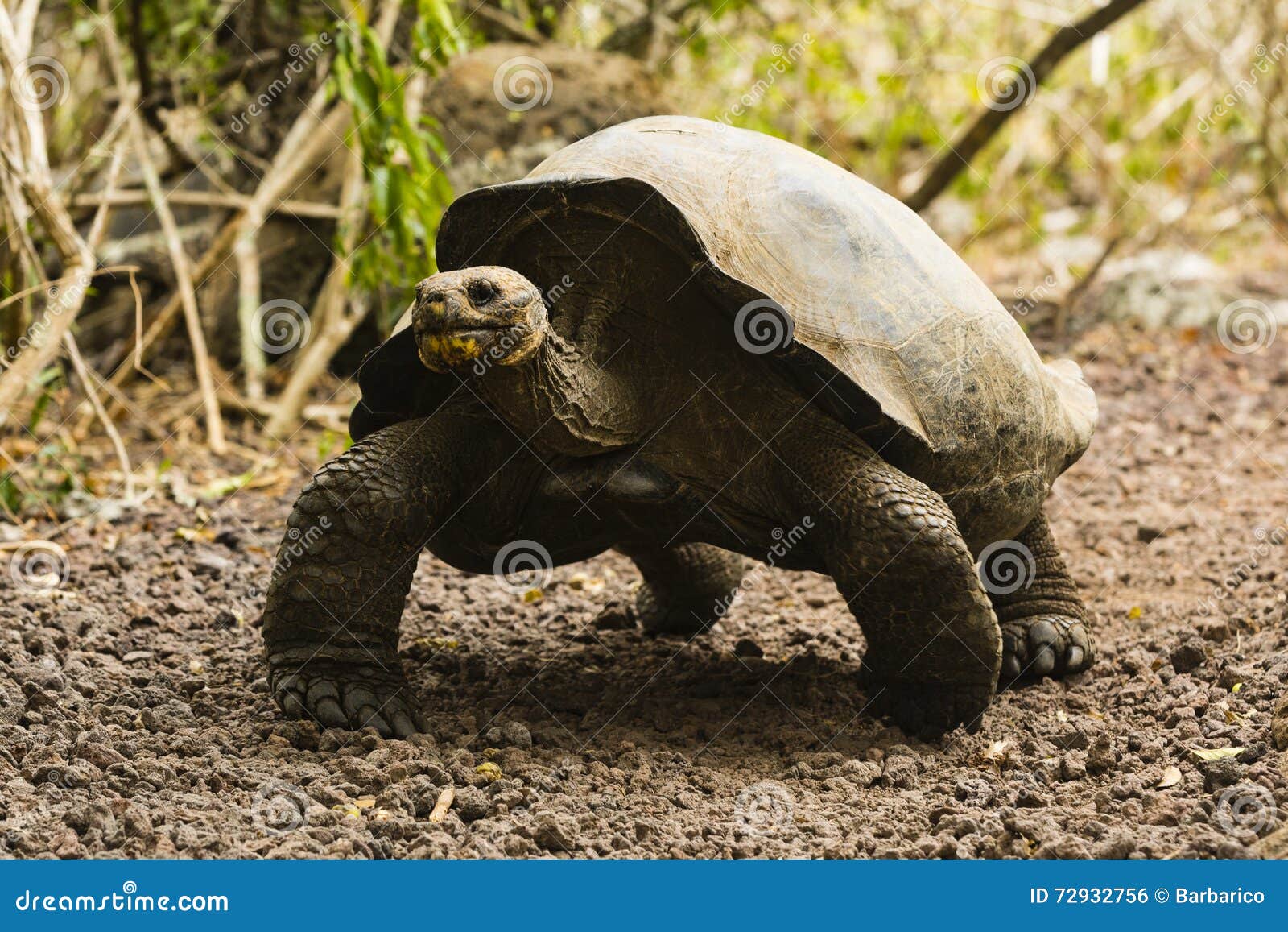 Giant Tortoise Walking Track Stock Photos - Free & Royalty-Free Stock ...