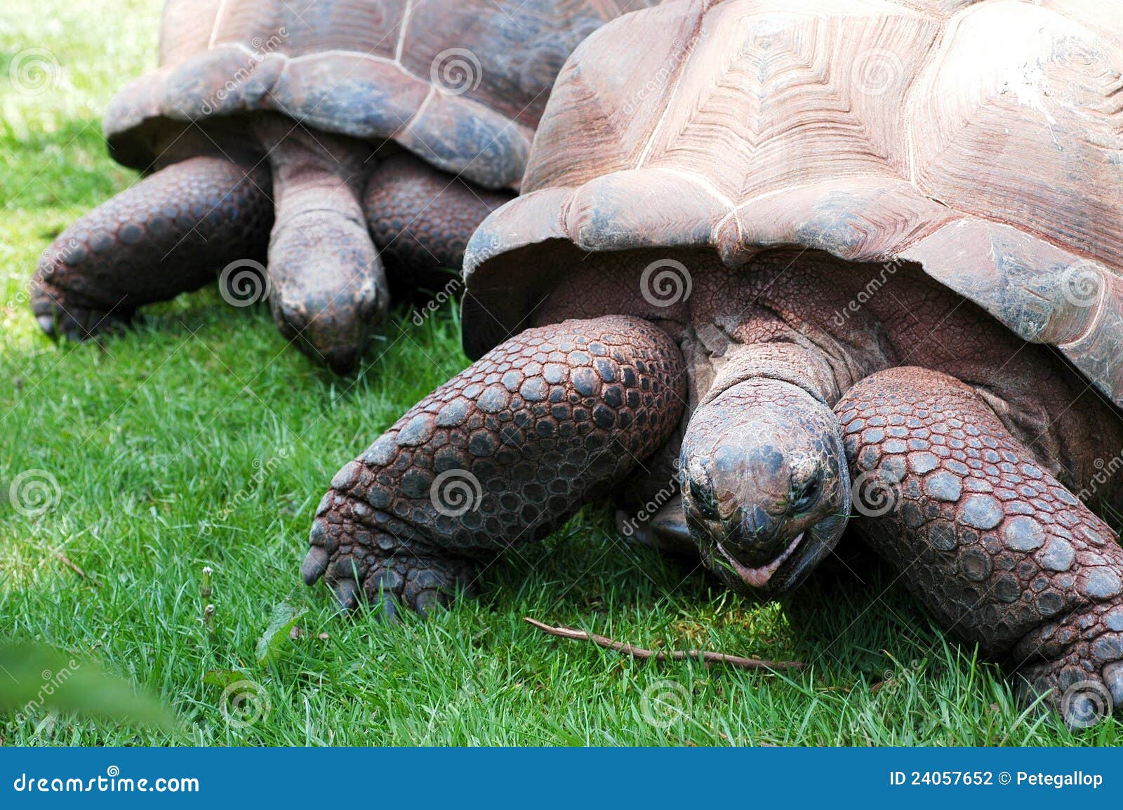 Giant Tortoises Inside Volcano Crater, Galapagos Stock Image ...