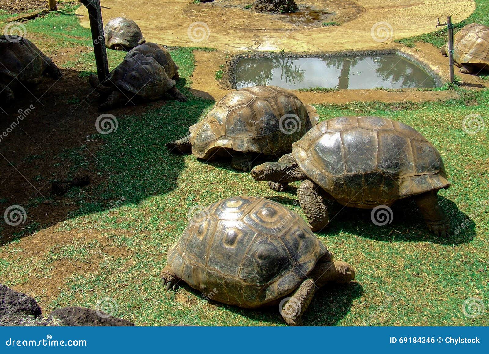 Giant Tortoises in Mauritius Stock Photo - Image of shell, animal: 69184346