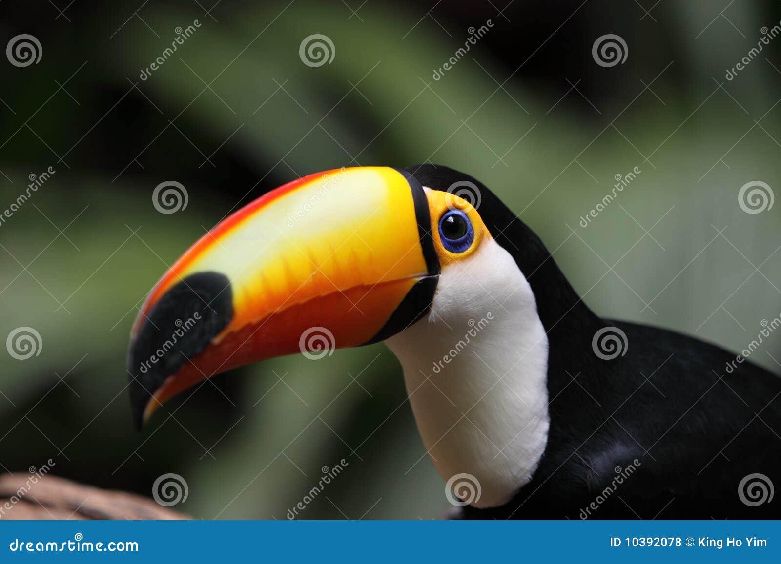 Giant Toucan stock photo. Image of rainforest, giant - 10392078