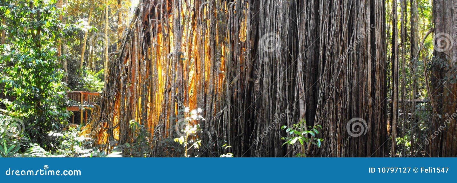 Giant Tree Inside A Forest Stock Photo | CartoonDealer.com #173072058