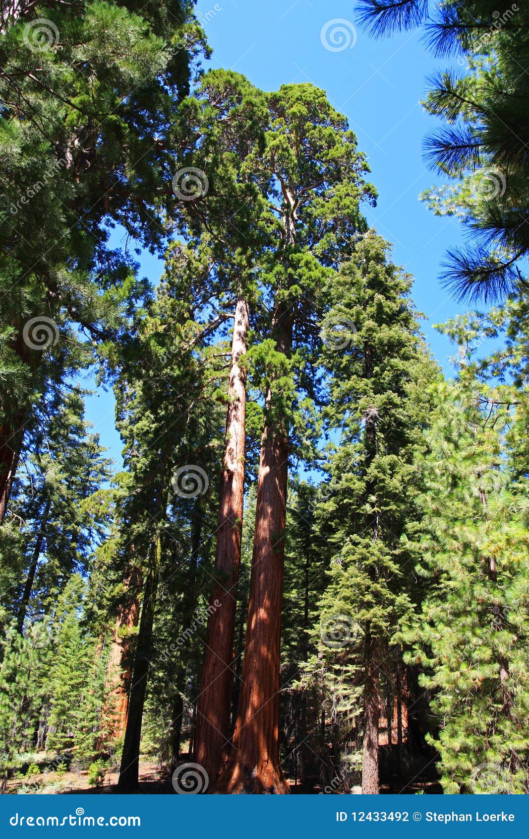 Giant Tree stock photo. Image of wood, tree, trees, park - 12433492