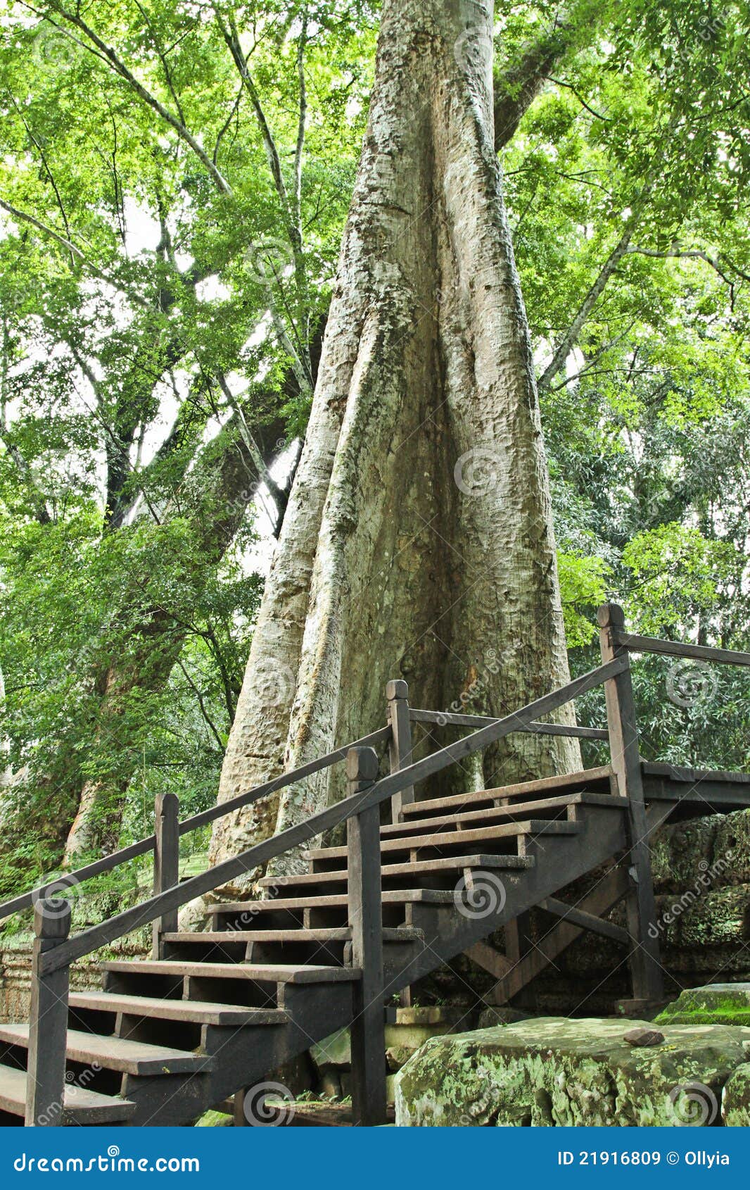 Giant tree stock image. Image of forest, root, trunk - 21916809