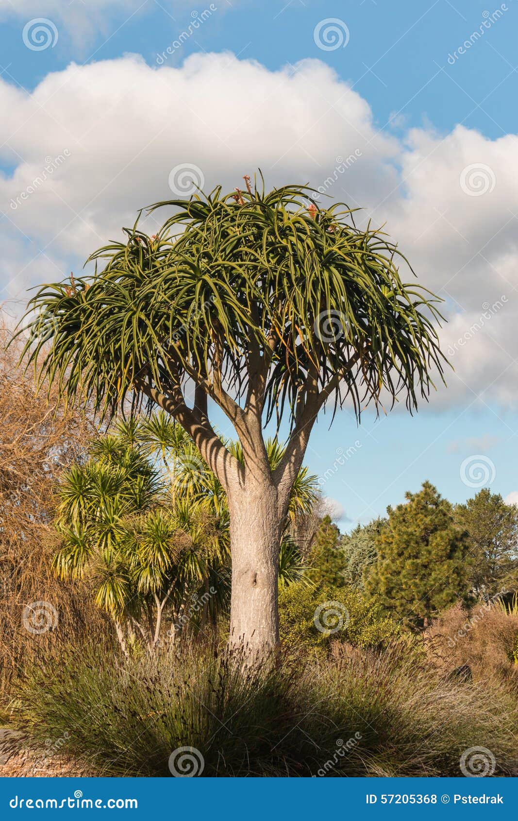 Giant tree aloe stock photo. Image of aloe, bainesii - 57205368
