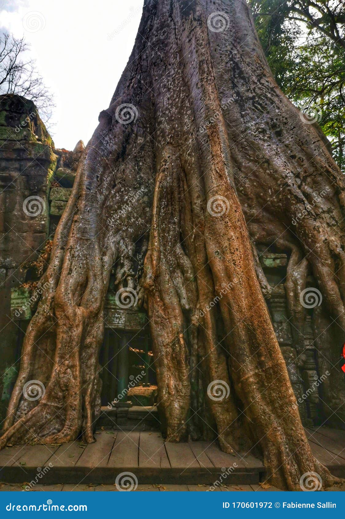 Giant Tree in Angkor Wat Temple Stock Photo - Image of tree, angkor ...