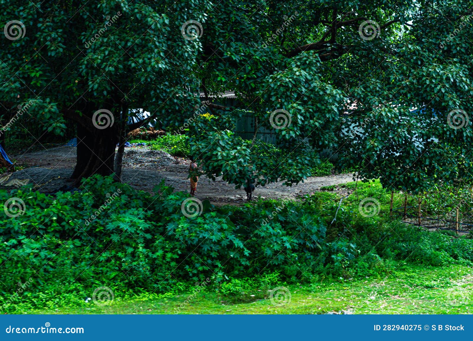 A Giant Tree Canopy in a Garden Stock Image - Image of plant, black ...