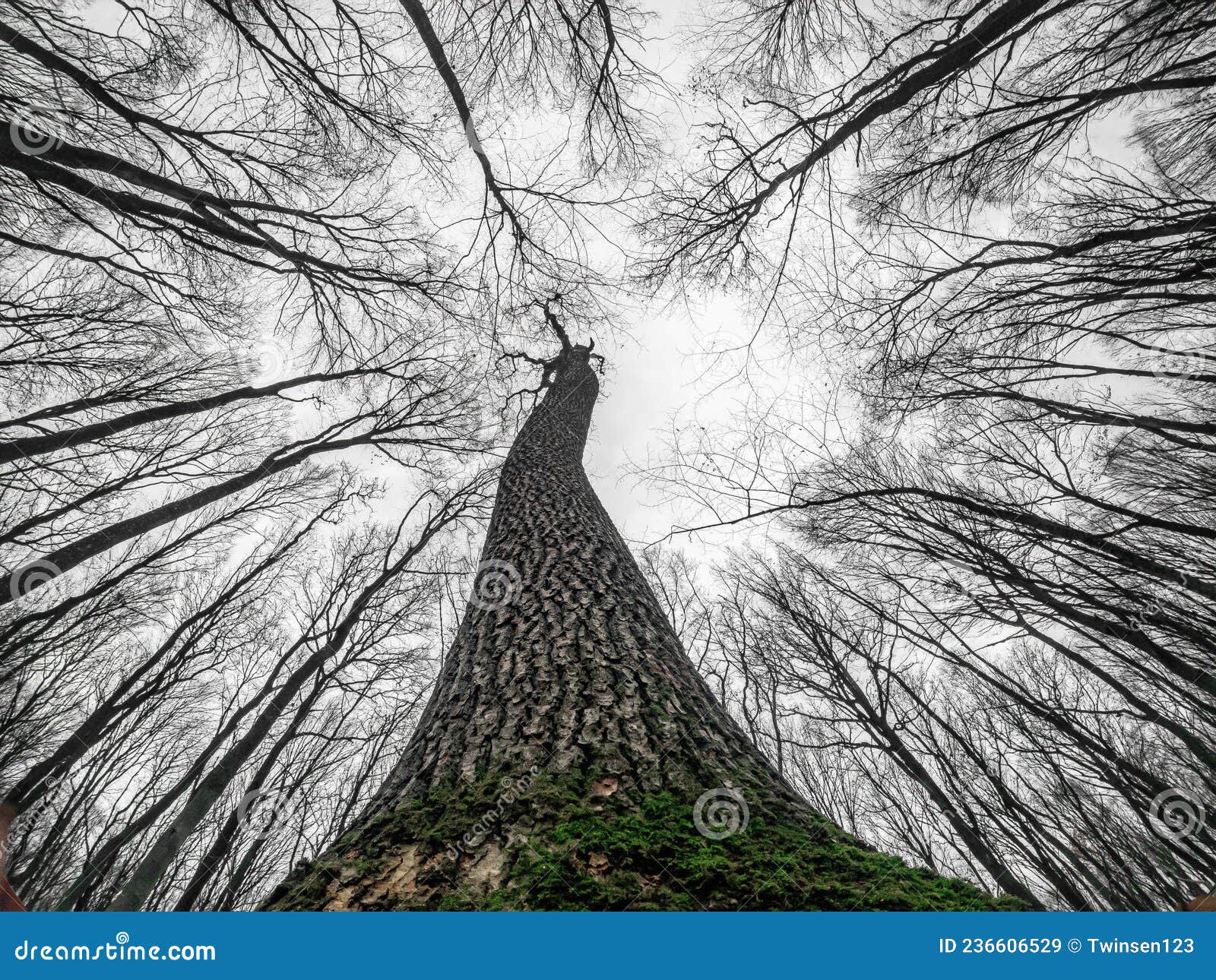 Giant Tree in a Cold Winter Forest in the Middle of Bare Crowns ...