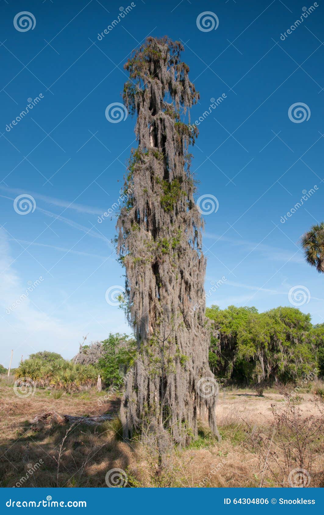 Giant Tree Covered with Spanish Moss Stock Photo - Image of foliage ...