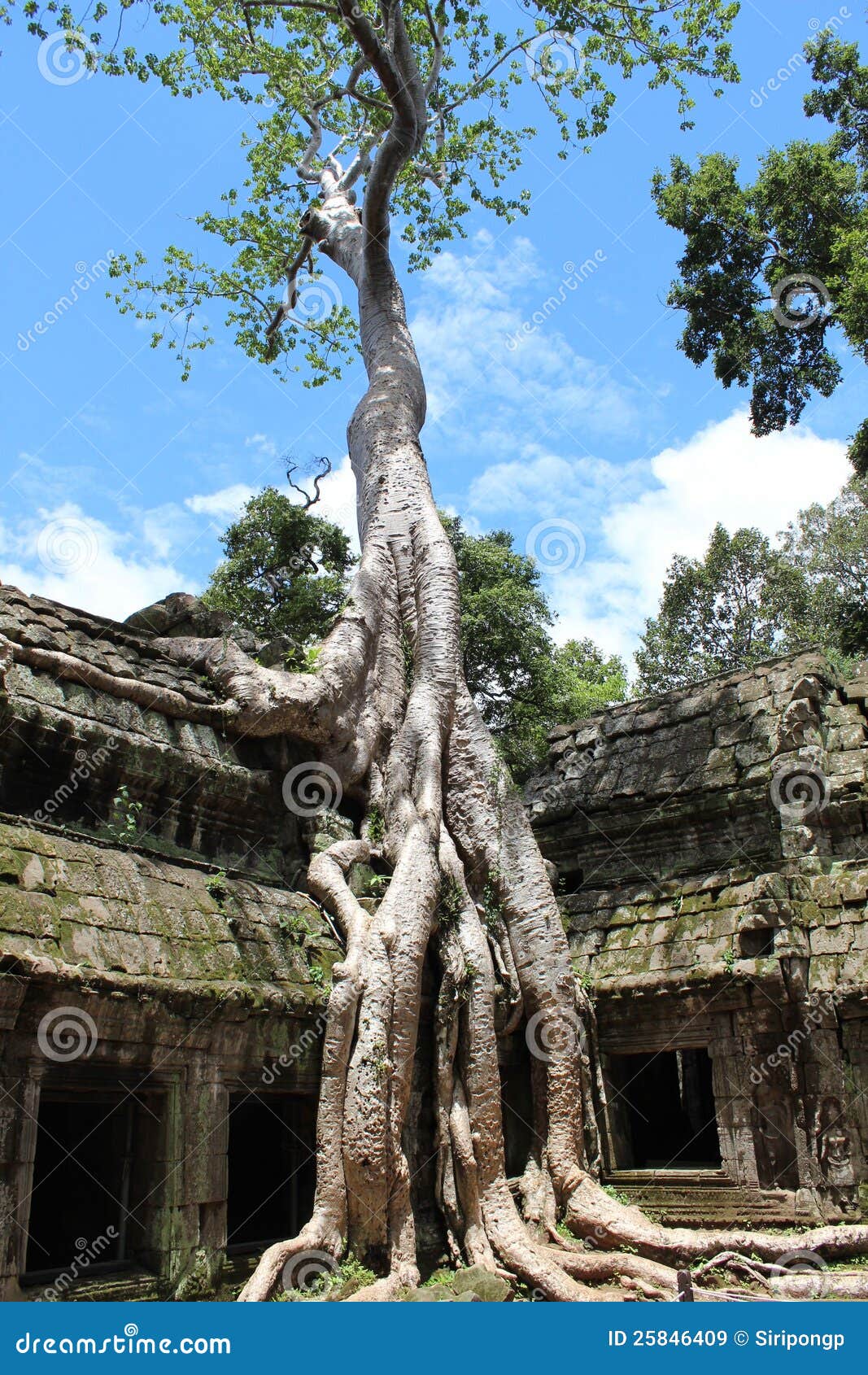 Giant Tree Covering the Stones Temple of Ta Prohm Stock Image - Image ...