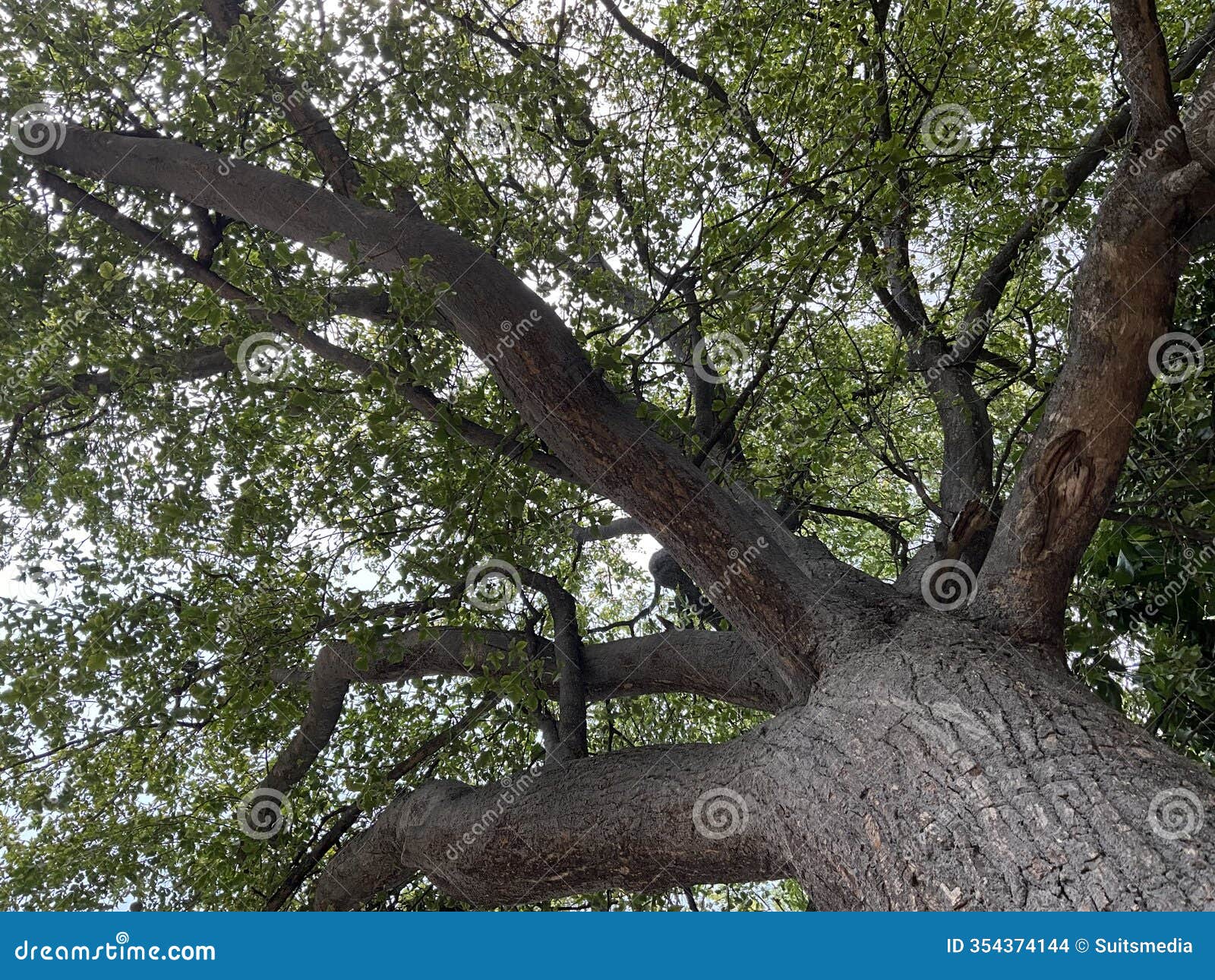 Giant Tree Creating a Canopy with Its Branches Stock Photo - Image of ...