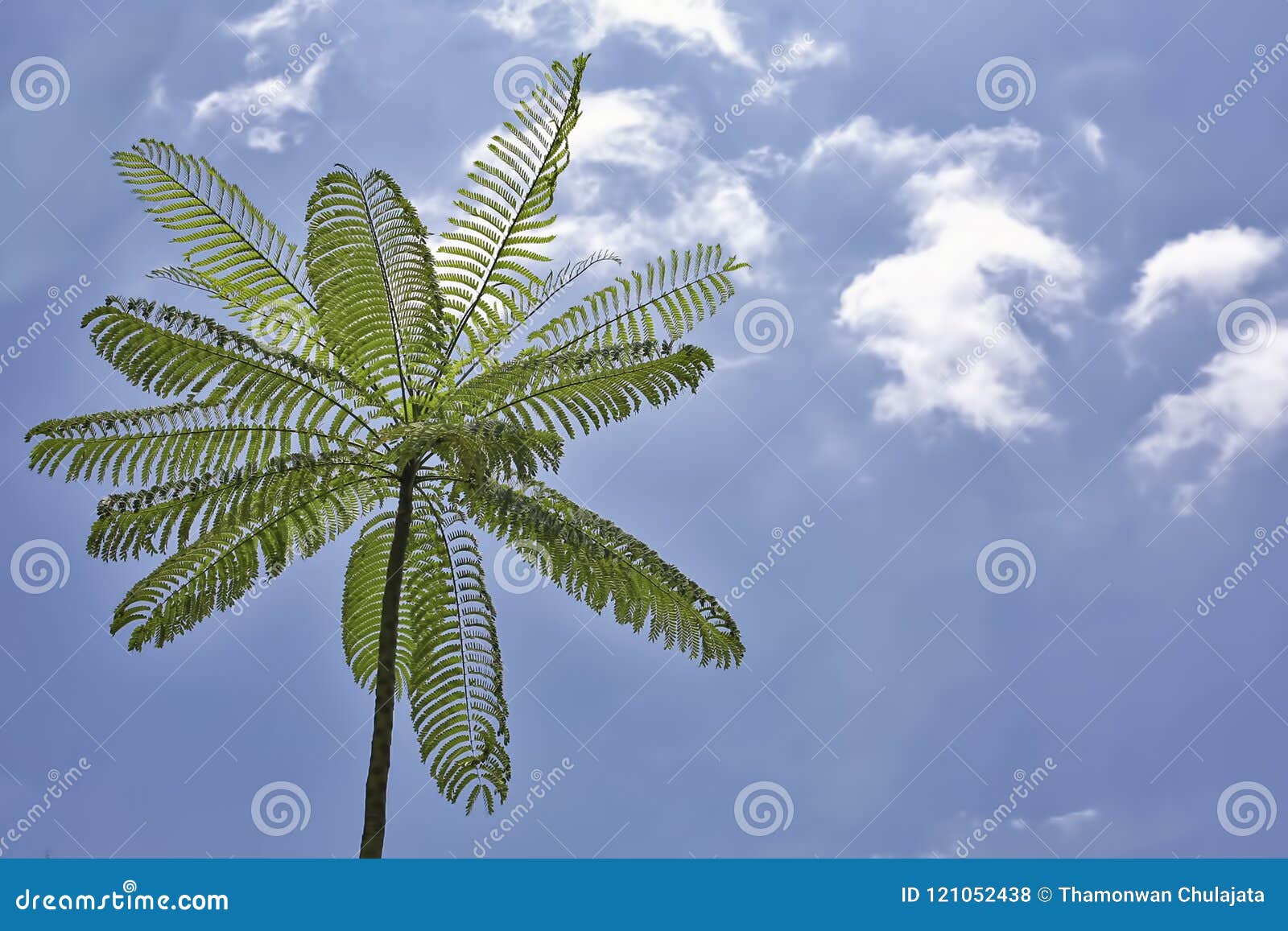 Tree Fern stock photo. Image of park, tropical, forest - 121052438