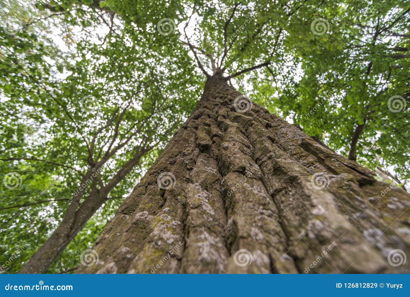 Giant Poplar Trees Royalty-Free Stock Photo | CartoonDealer.com #233387877