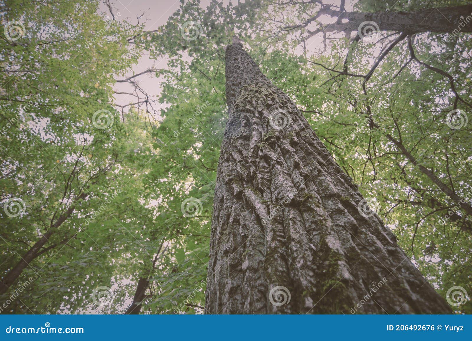 Giant Poplar Trees Royalty-Free Stock Photo | CartoonDealer.com #233387877
