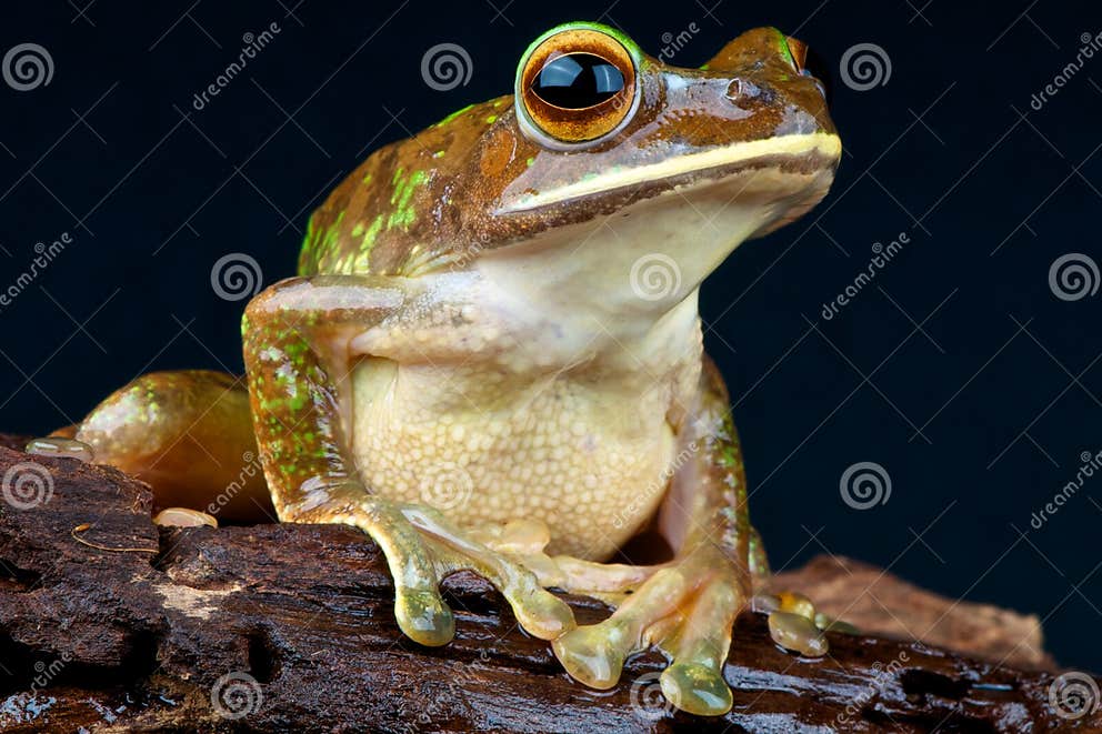 Giant Tree frog stock photo. Image of predator, rainforest - 24078694