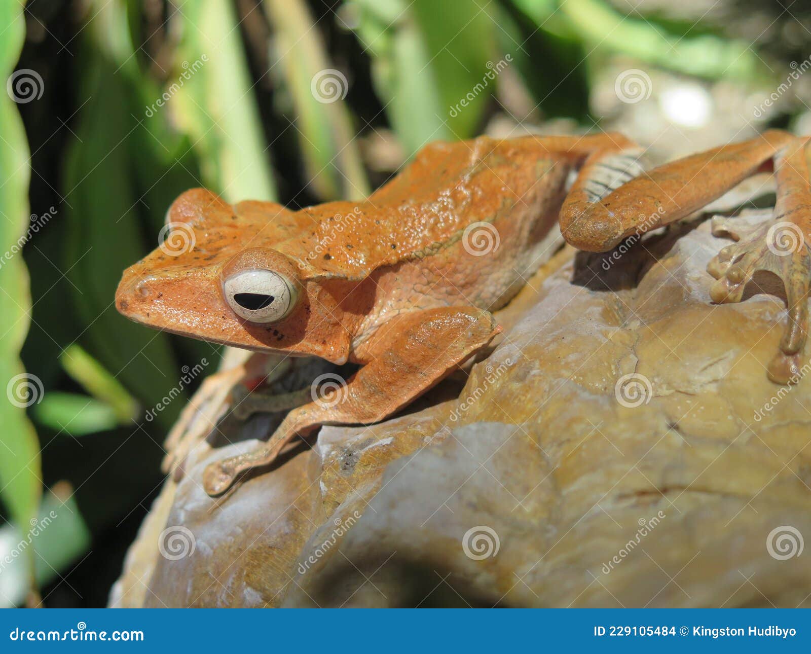 Giant tree frog stock photo. Image of food, toad, giant - 229105484