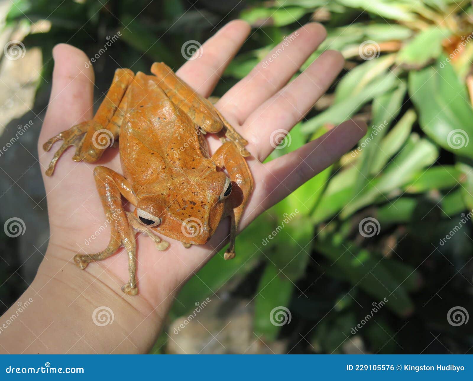 Giant tree frog stock photo. Image of moth, leaf, green - 229105576