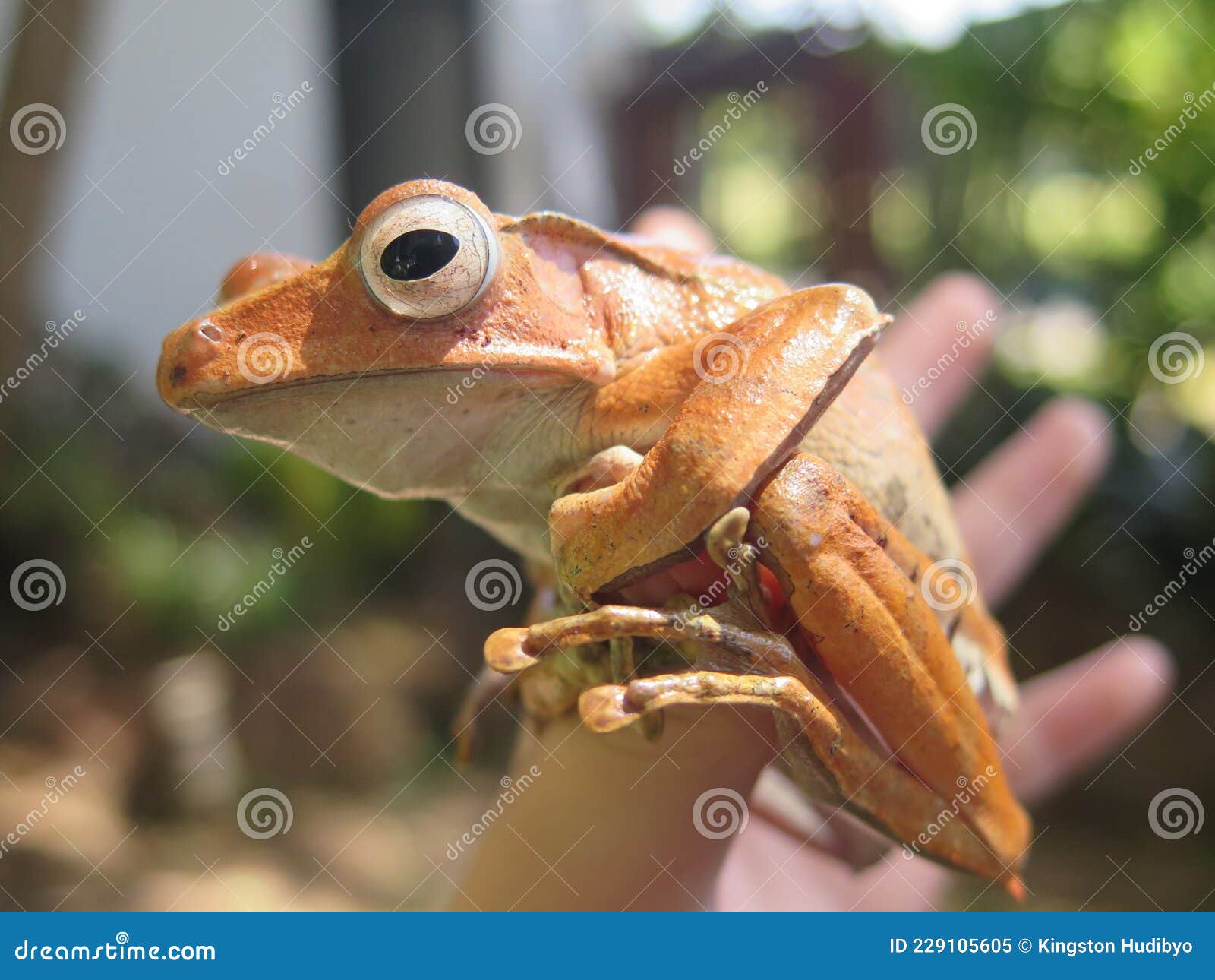 Giant tree frog stock image. Image of arthropod, insect - 229105605