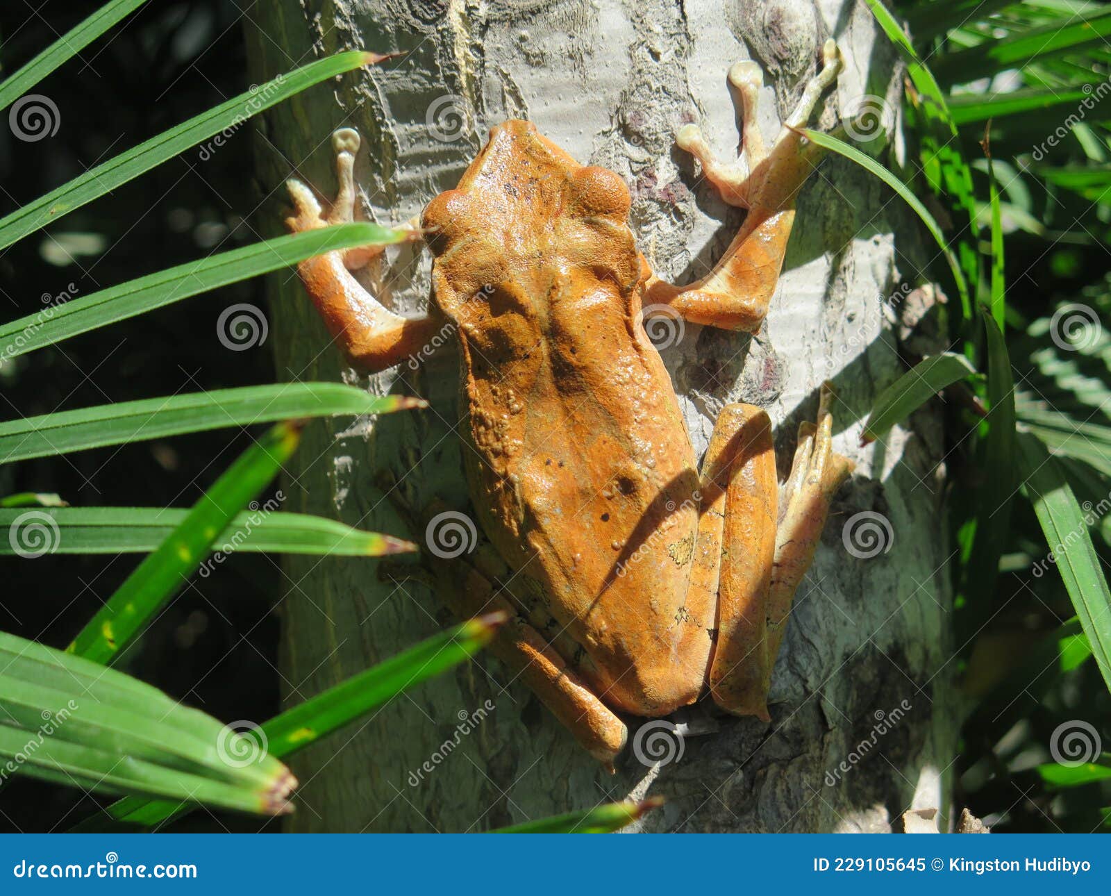 Giant tree frog stock image. Image of leaf, green, insect - 229105645
