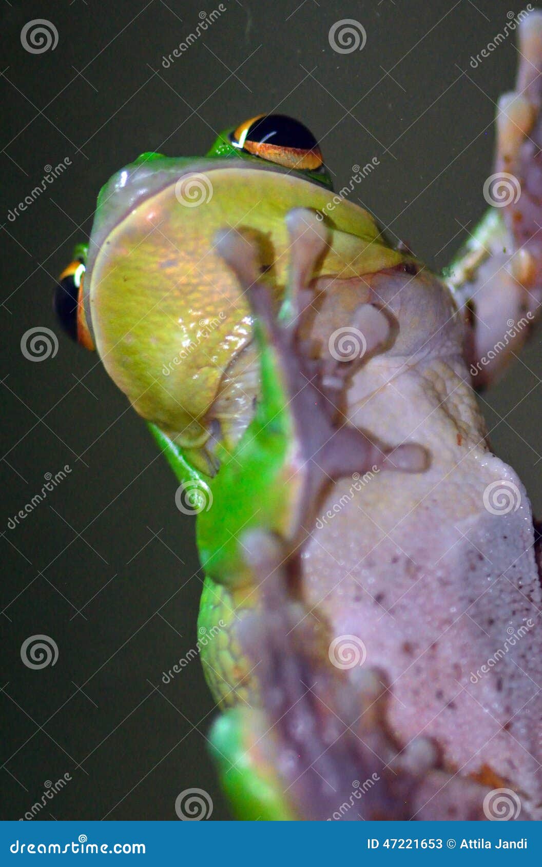 Giant tree frog stock image. Image of forest, destruction - 47221653