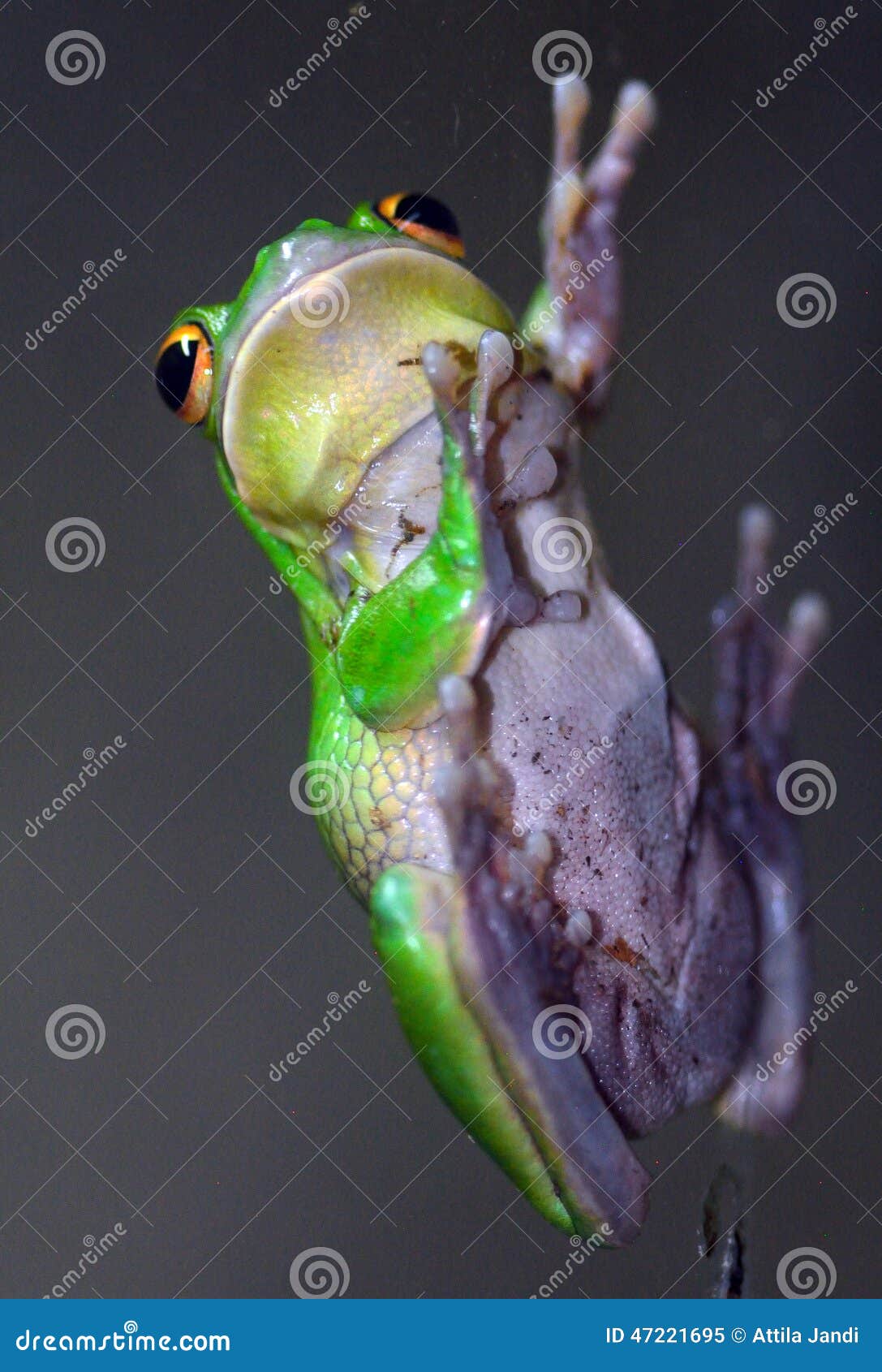 Giant tree frog stock image. Image of identification - 47221695