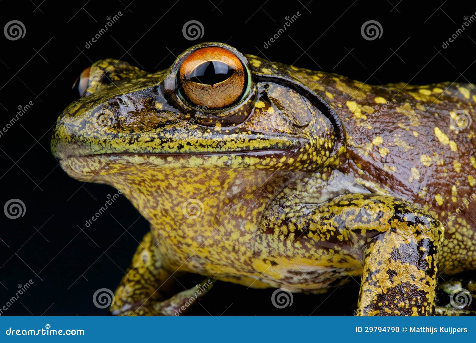 Giant Tree Frog / Boophis Goudoti Stock Photo - Image: 29794790
