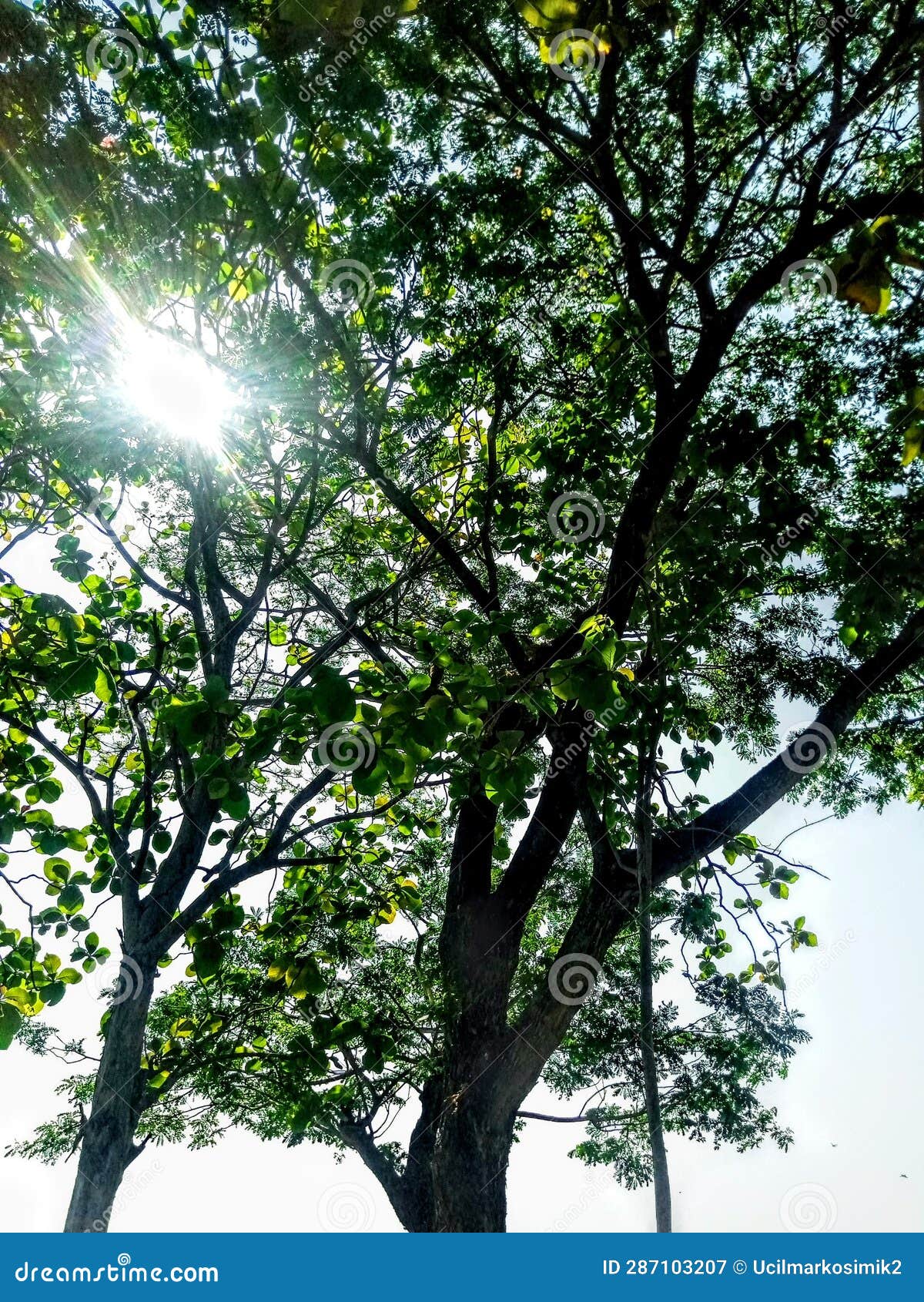 Giant Tree in the Glare of the Sun. a Majestic Tree Bathed in Sunlight ...