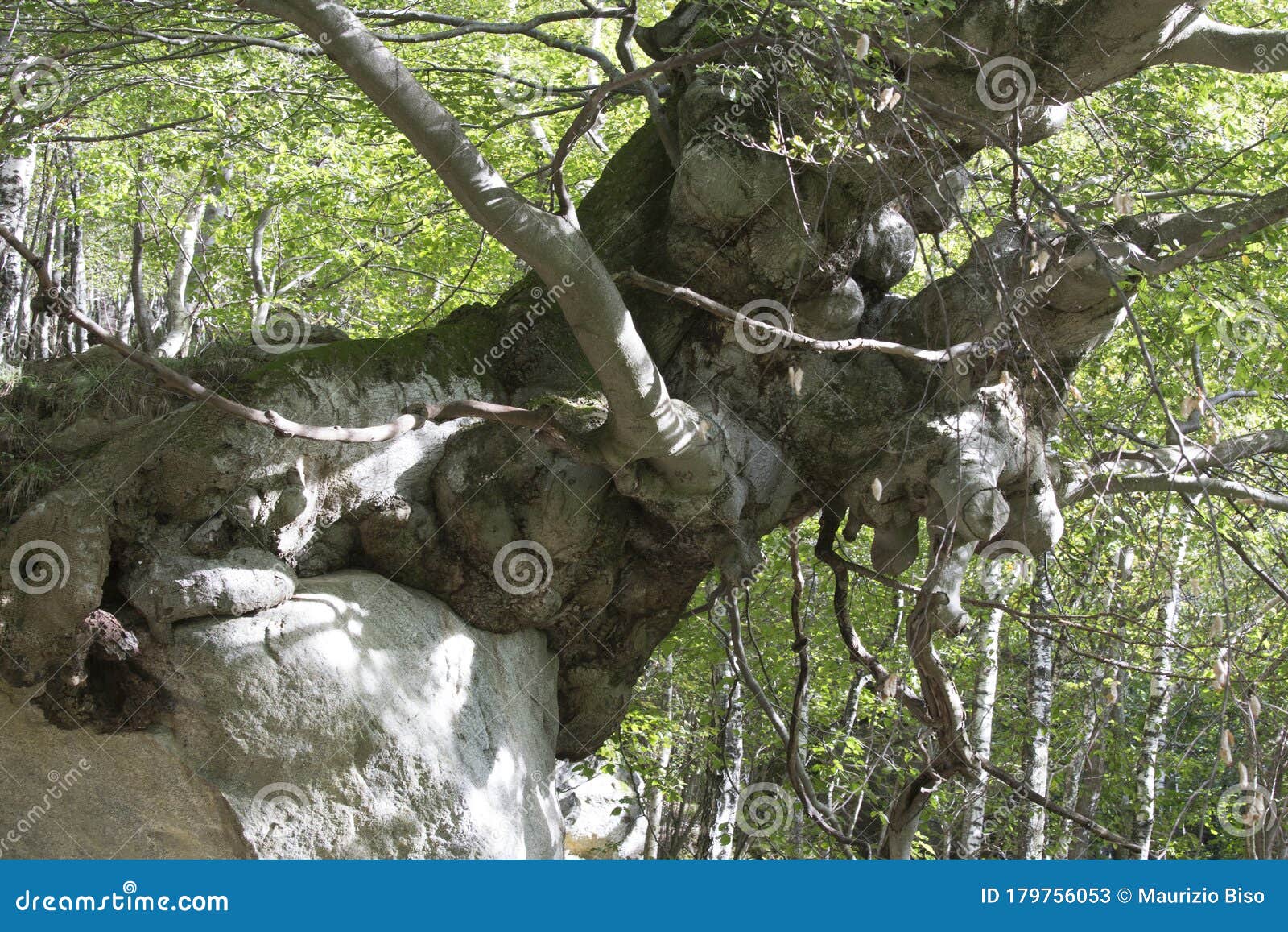 A Giant Tree Growing on a Stone Stock Image - Image of bark, stone ...