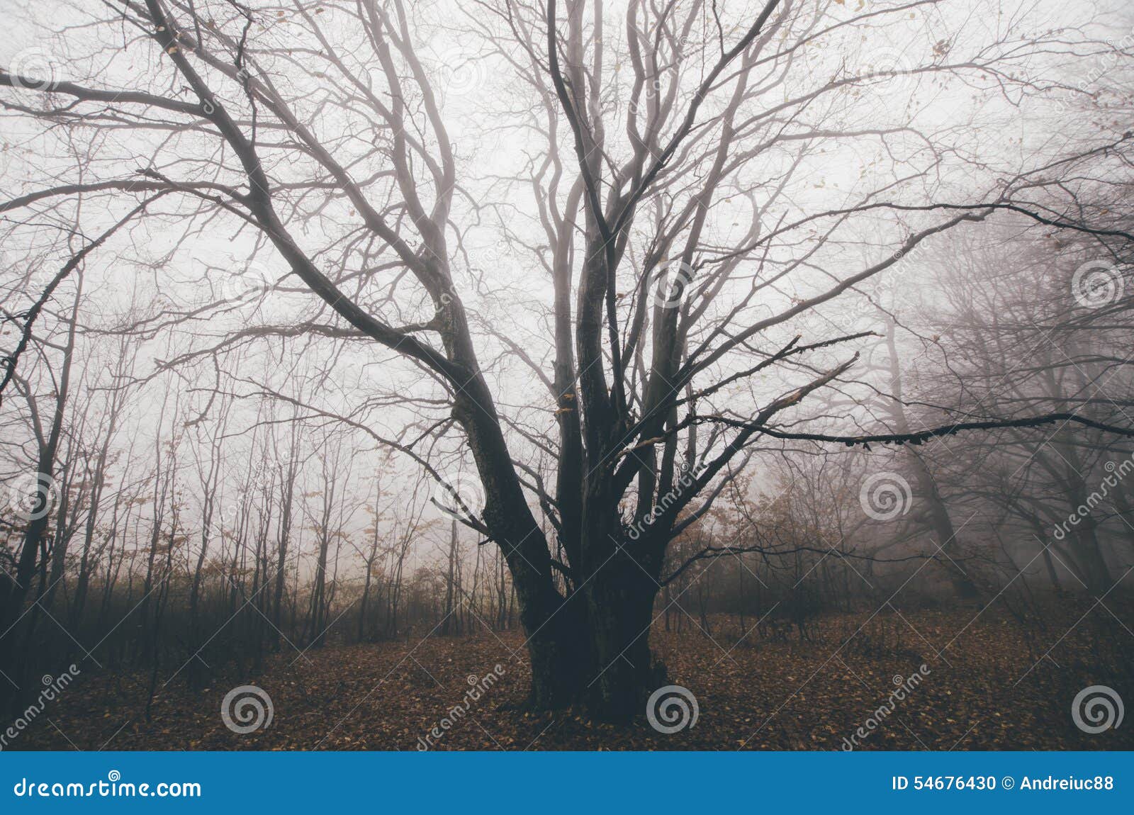Giant Tree in Haunted Dark Forest with Fog Stock Photo - Image of ...