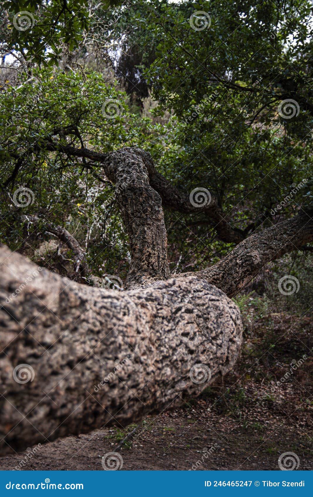 Tree with Curves in the Forest Stock Image - Image of wilderness ...