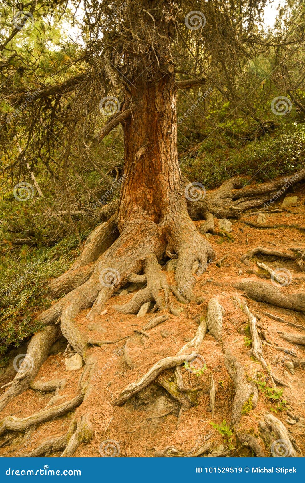 Giant Tree with a Large Root Structure Stock Image - Image of huge ...
