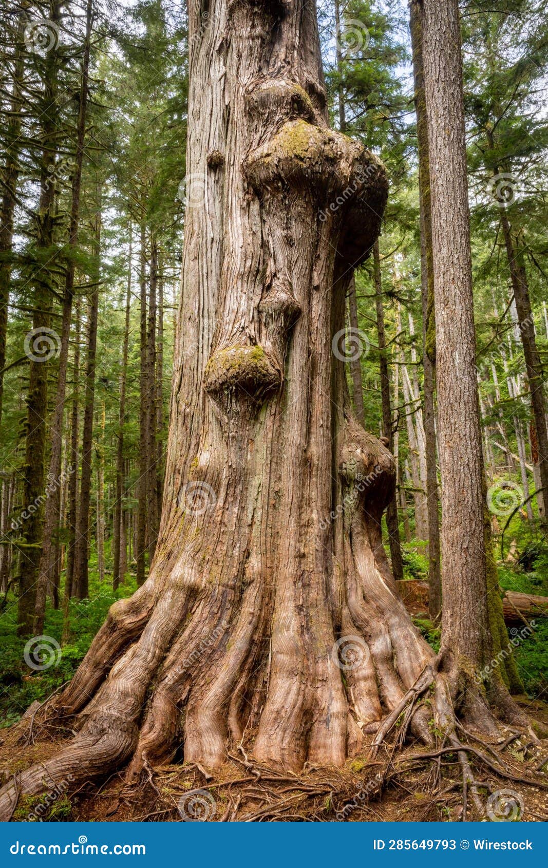 Beautiful Giant Tree in Lower Avatar Grove Stock Image - Image of ...