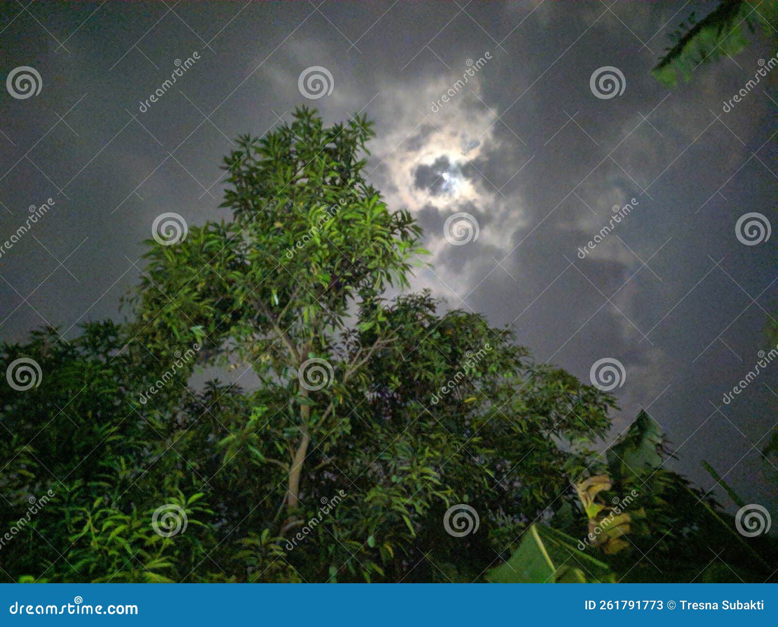 Giant tree with moonlight stock image. Image of green - 261791773