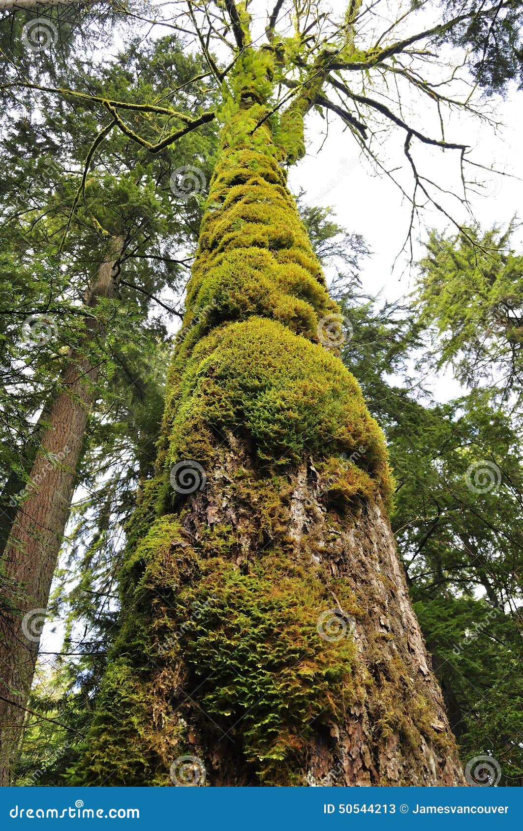 Giant Tree with Moss Growing on the Trunk Stock Image - Image of ...