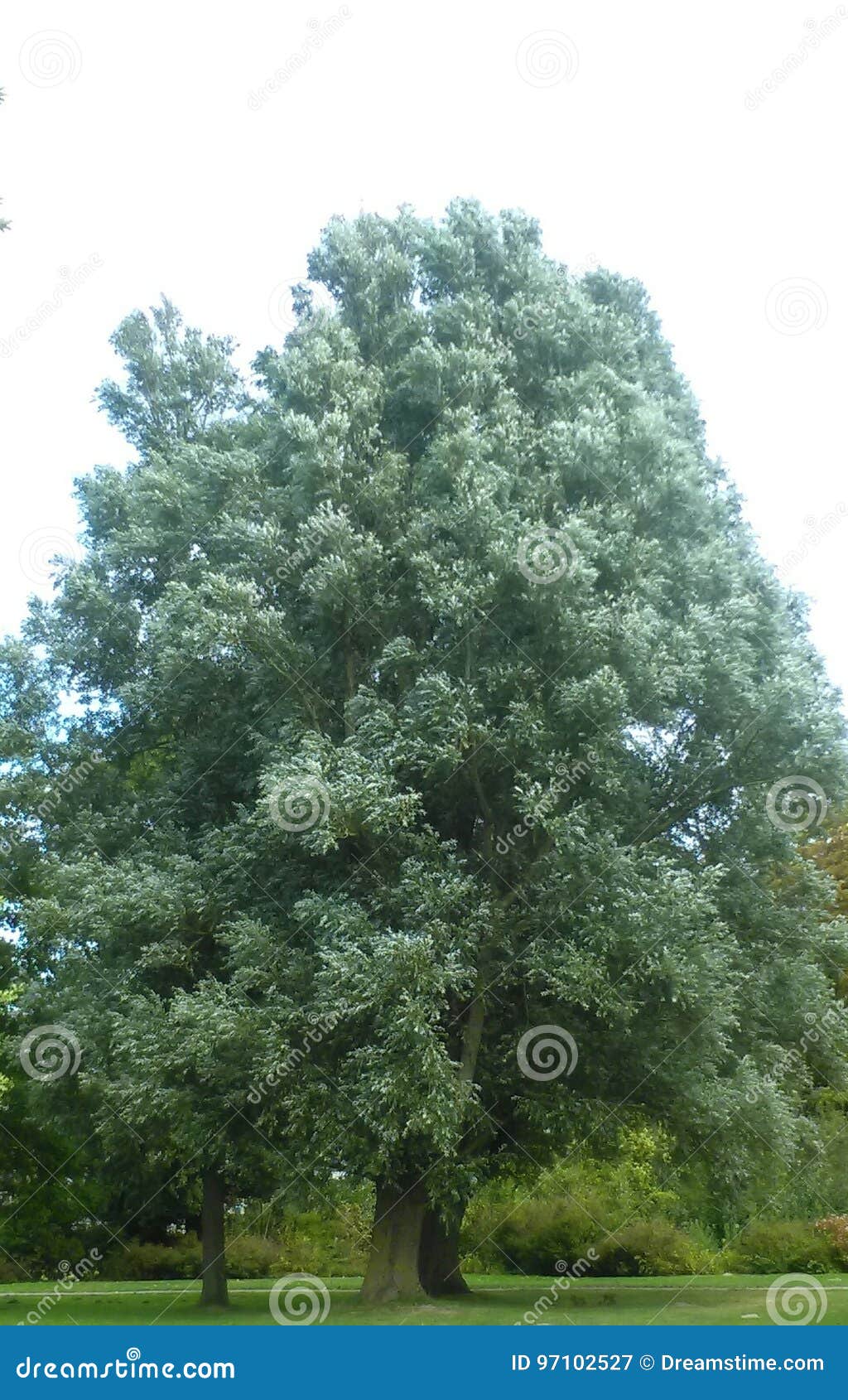 Giant Tree stock image. Image of tree, park, groen, natuur - 97102527
