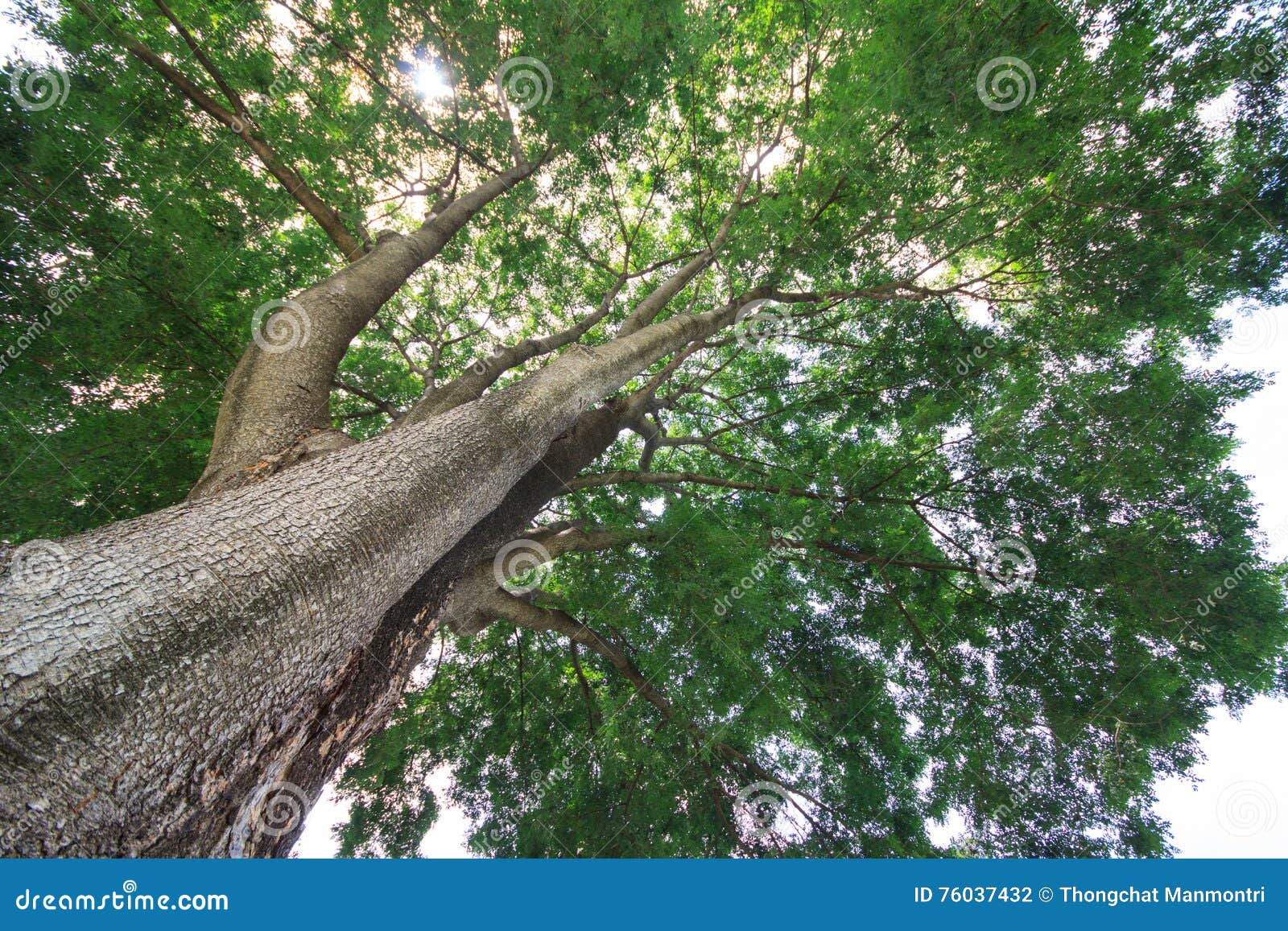 The giant tree stock photo. Image of leaf, sequoia, nature - 76037432