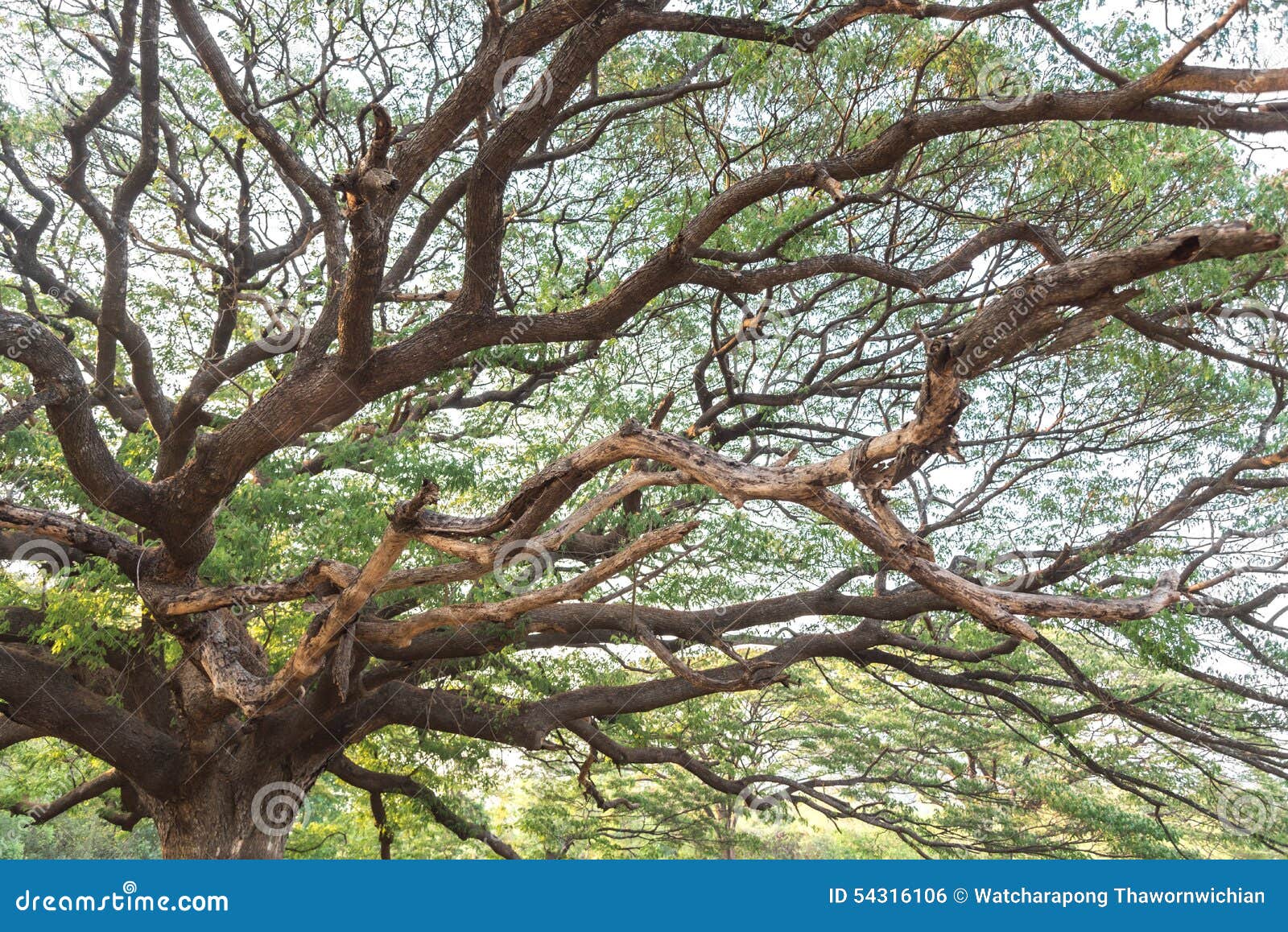 Giant tree stock photo. Image of brown, botany, background - 54316106